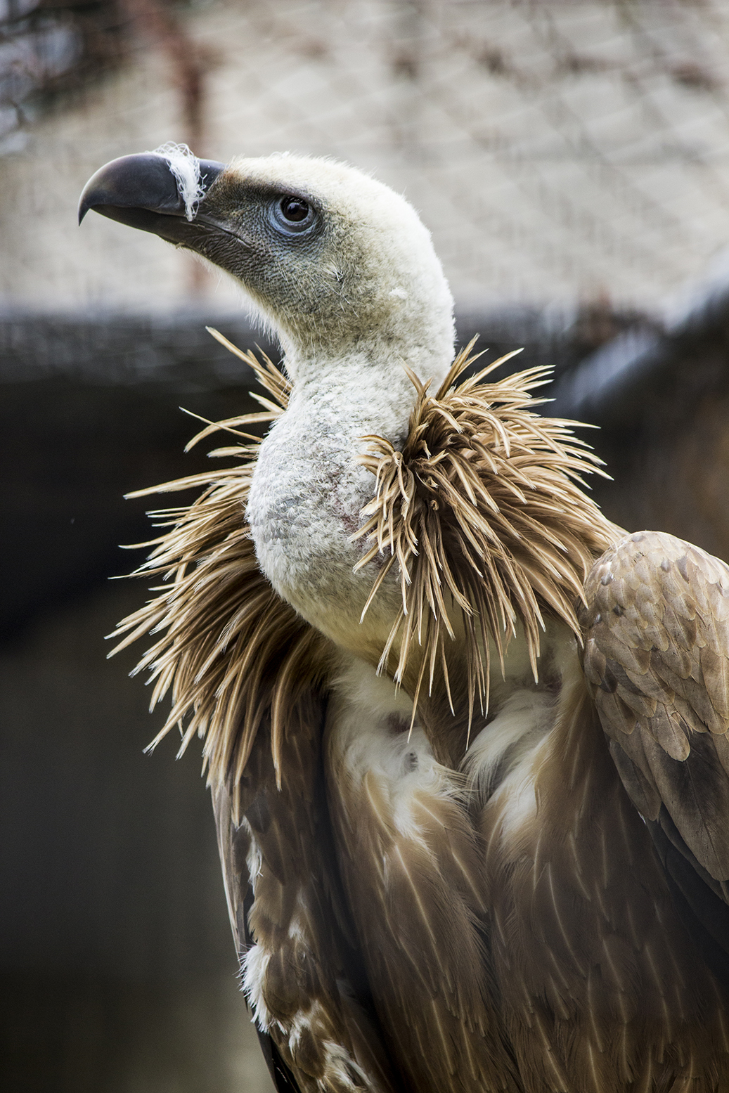 BUITRE LEONADO (Gyps fulvus) - Zoobotánico Jerez