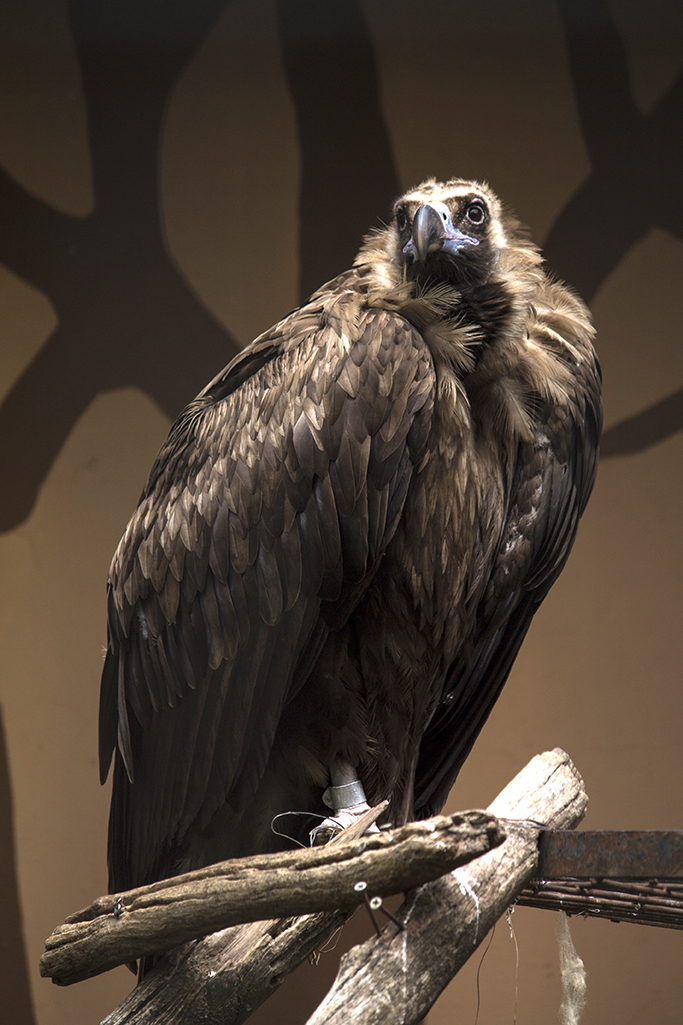 BUITRE NEGRO (Aegypius monachus) - Zoobotánico Jerez