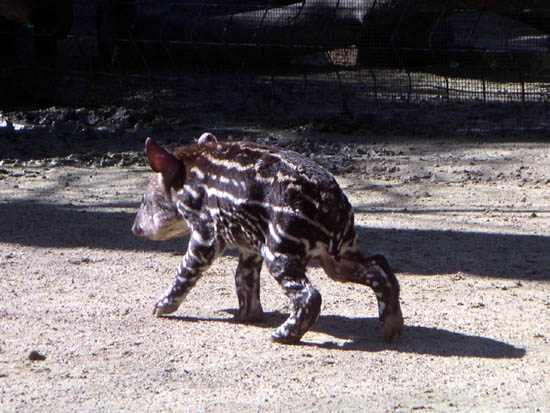 Miranda la tapira - Zoobotánico Jerez