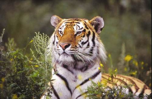 Fiesta tigre - Zoobotánico Jerez