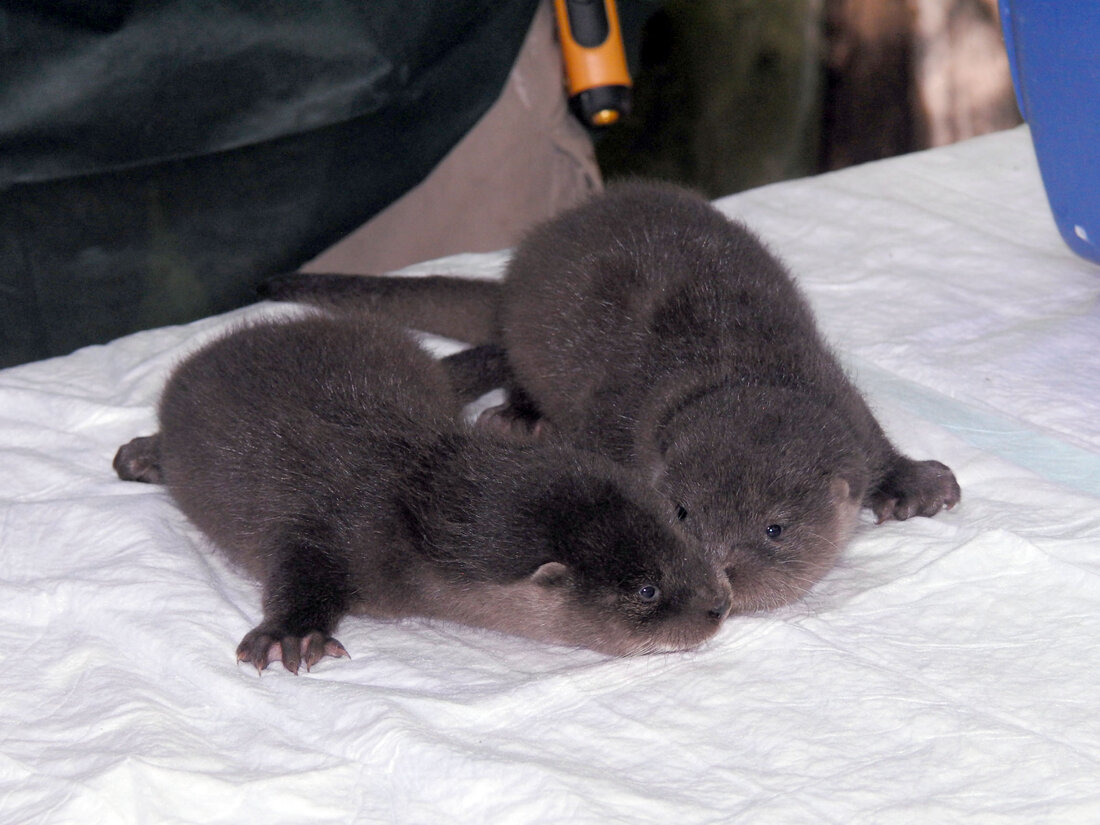 19 Agosto 2014: Nacimiento de nutrias en el Zoobotánico - Zoobotánico Jerez