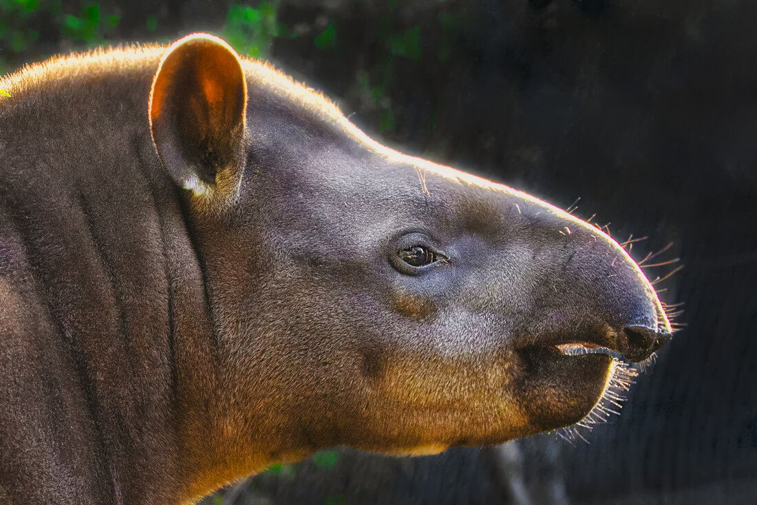 TAPIR AMAZÓNICO (Tapirus terrestris) - Zoobotánico Jerez