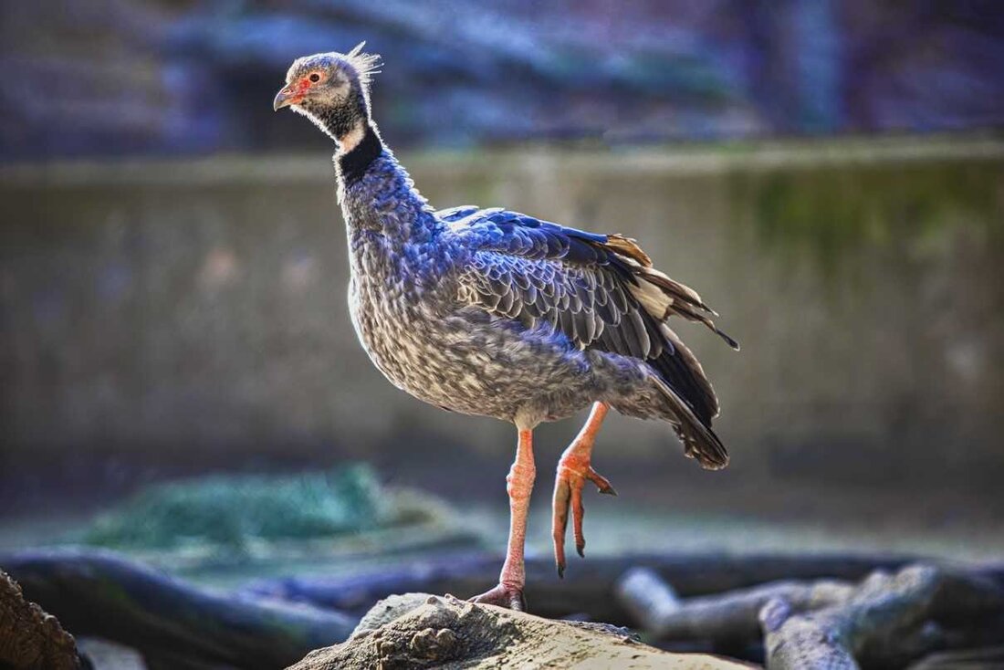 CHAJÁ COMÚN (Chauna torquata)