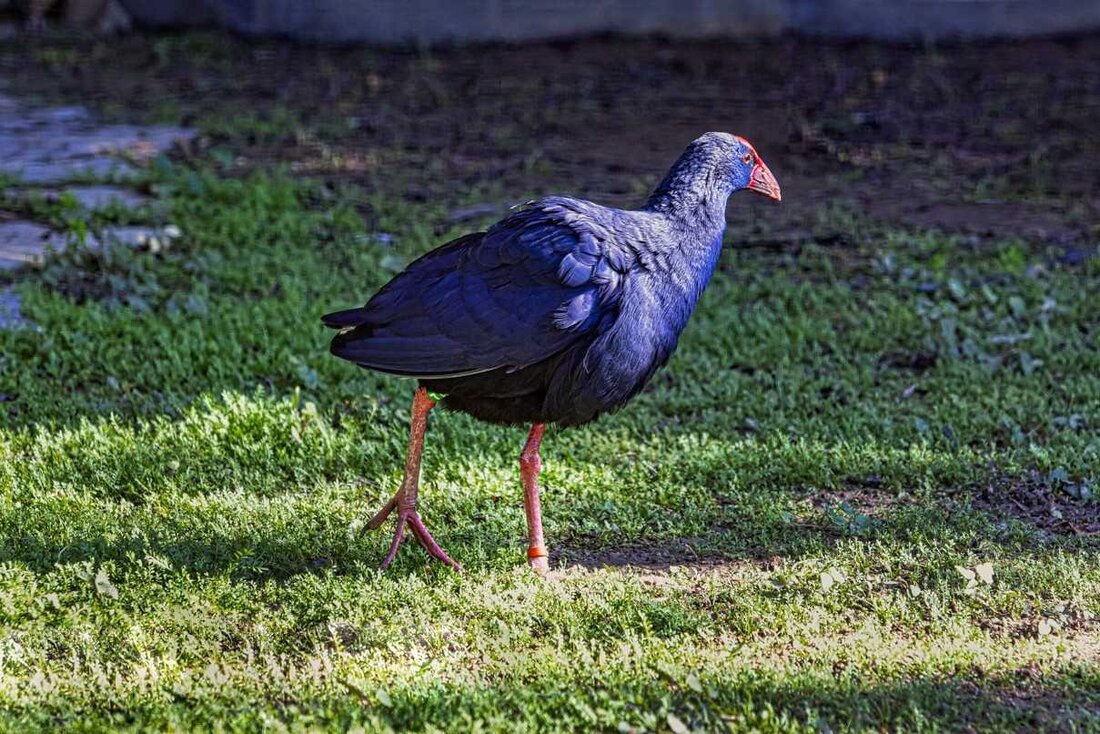 CALAMÓN COMÚN (Porphyrio porphyrio porphyrio) - Zoobotánico Jerez