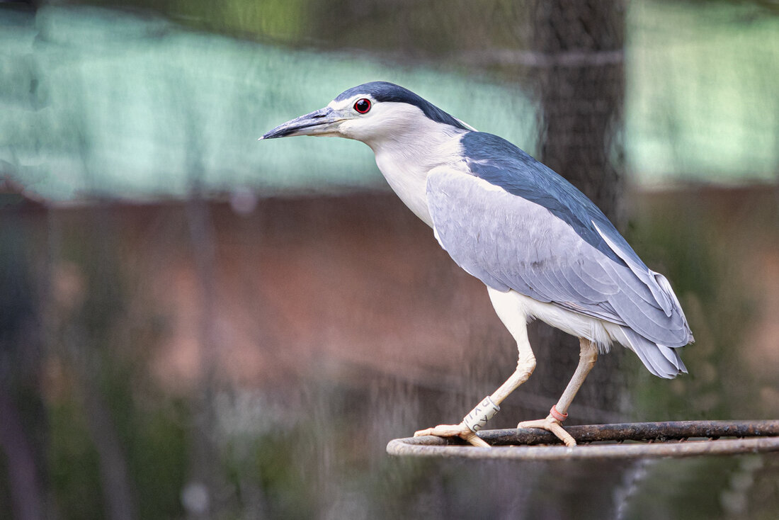 MARTINETE (Nycticorax nycticorax) - Zoobotánico Jerez