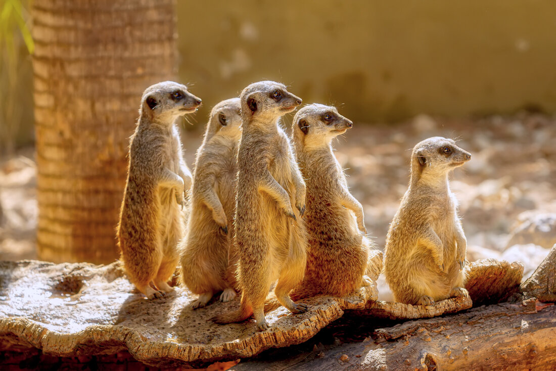 SURICATO (Suricata suricatta) - Zoobotánico Jerez