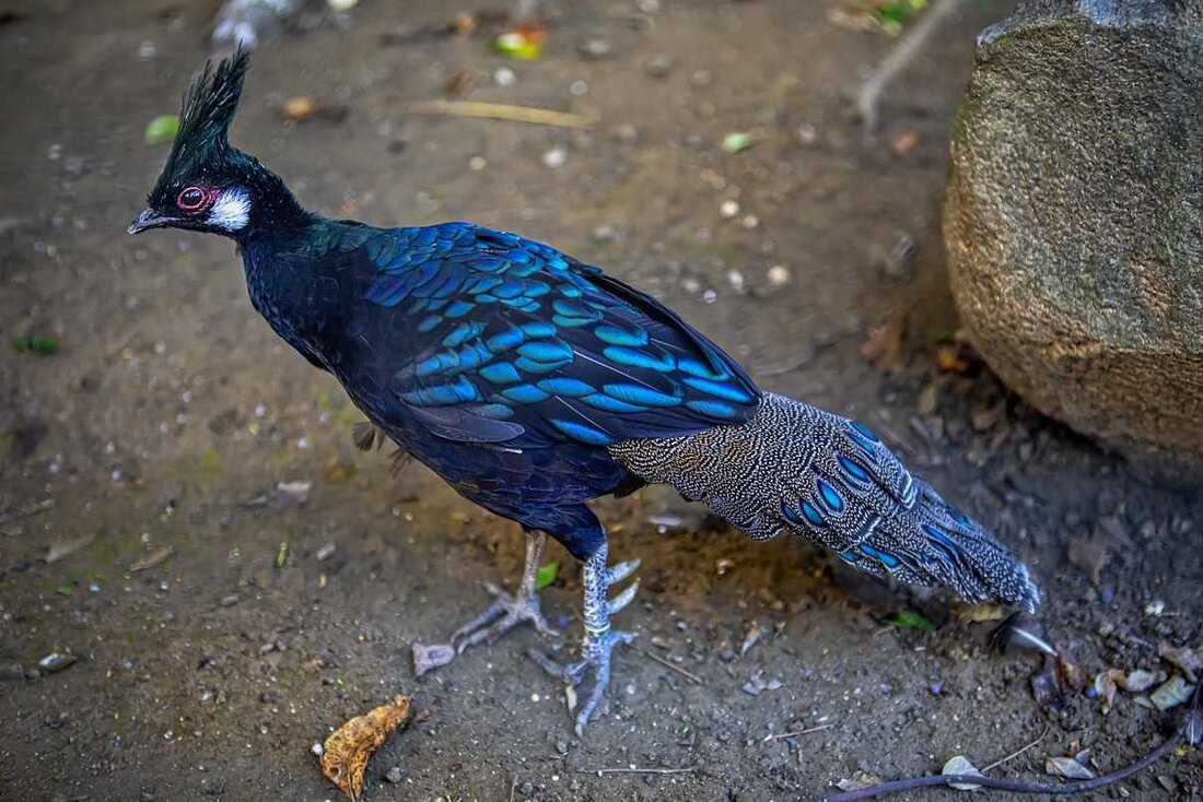 FAISAN DE PALAWAN (Polyplectron napoleonis) - Zoobotánico Jerez