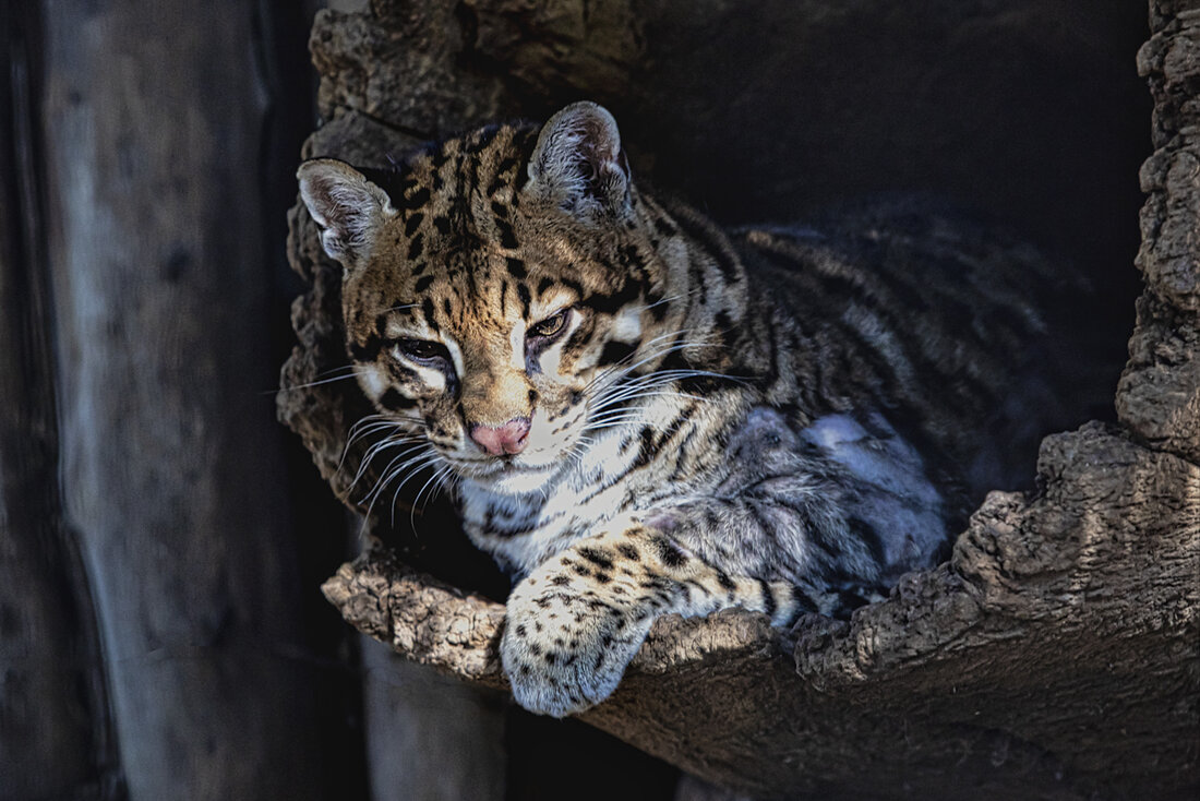 OCELOTE (Leopardus pardalis) - Zoobotánico Jerez