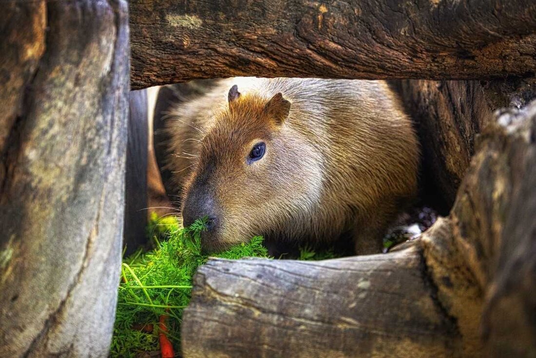 Qu Comen Los Capibara 2020 Donde Vive Como Nace Hydrochoerus
