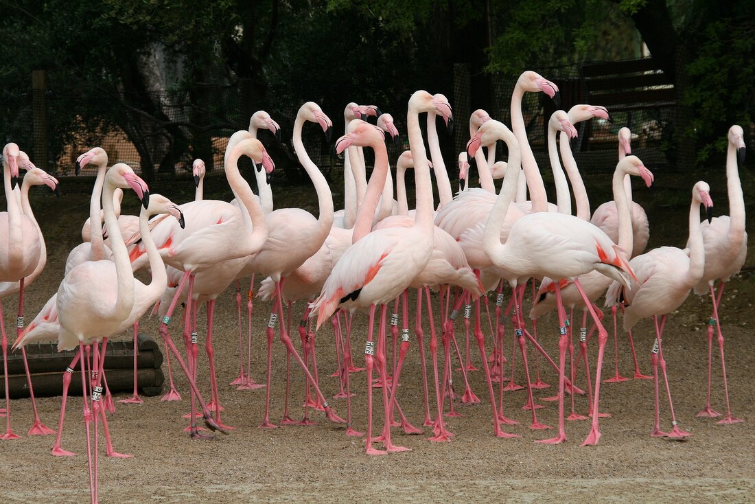 CONSERVACIÓN INSITU - Zoobotánico Jerez