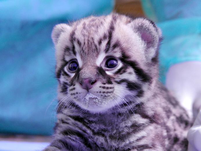 7 Agosto 2009: Nace una cría de ocelote en el Zoobotánico Jerez ...
