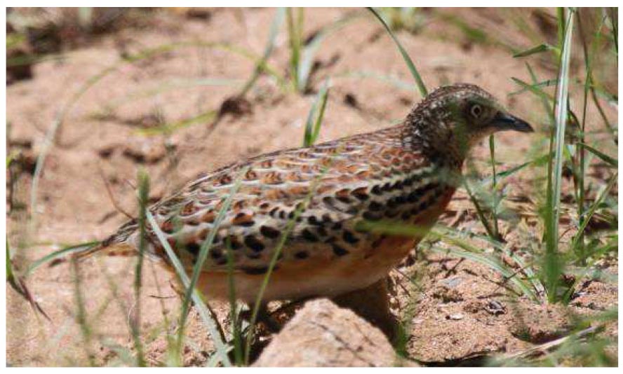 16 Septiembre 2011: SEO/BirdLife, junto con la Fundación Biodiversidad ...