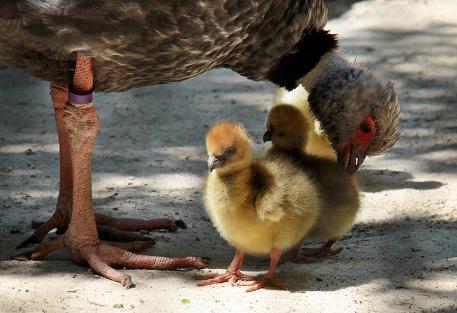 3 Junio 2011: Disfruta de las numerosas crías del Zoobotánico ...