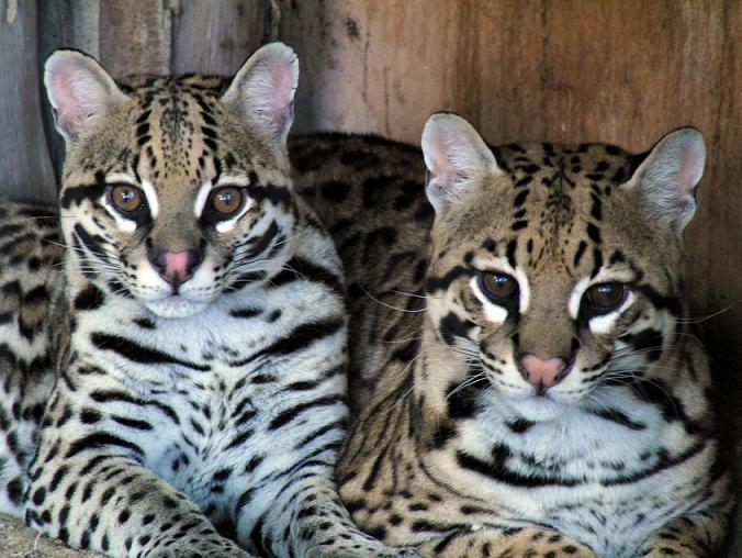 26 Noviembre 2012: Unión de los ocelotes. - Zoobotánico Jerez