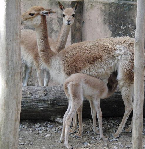 23 Agosto 2012: Nacimiento de una vicuña. - Zoobotánico Jerez